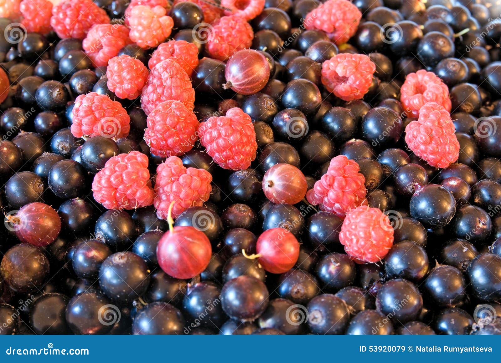 Black Currants and Raspberries Background Stock Image - Image of ...