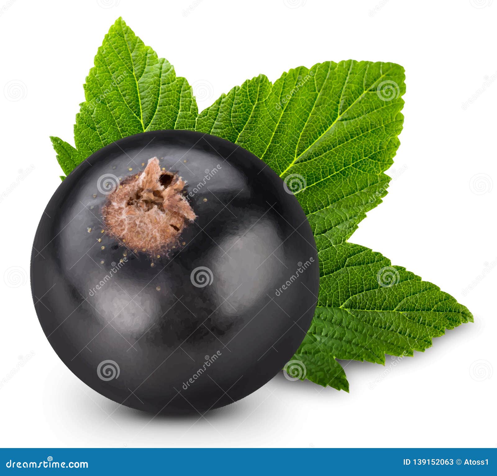 Black Currants Vector Illustration Stock Vector - Illustration of fruit ...