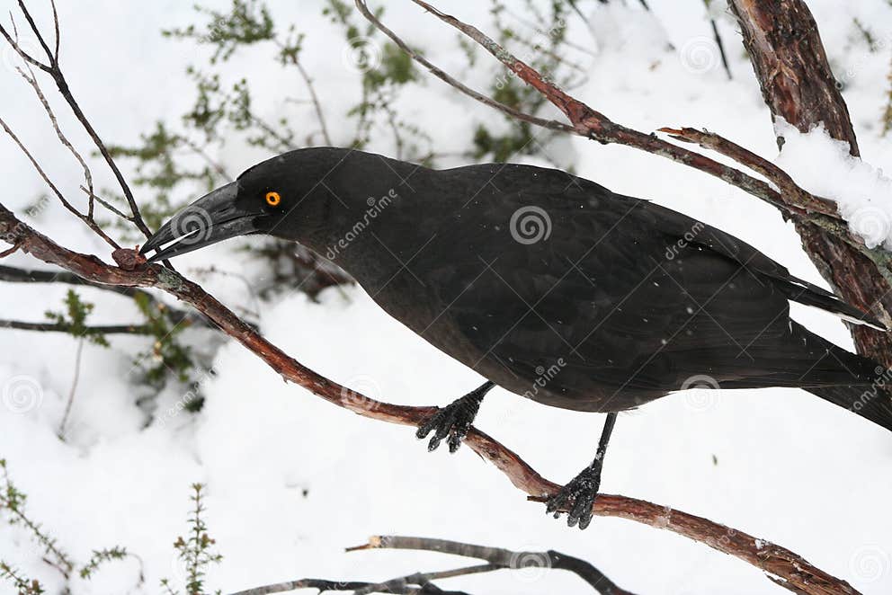 Black Currawong stock photo. Image of australia, dark - 1443122