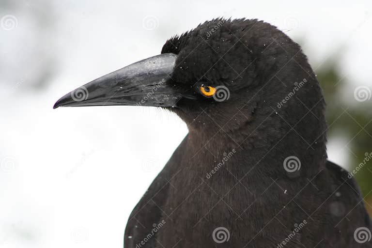 Black Currawong stock photo. Image of sharp, park, crow - 1446532