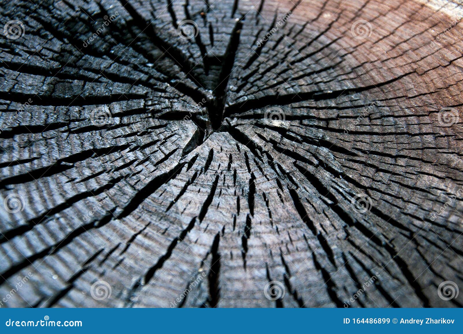 Black Cut of a Tree. in the Cracks. Burnt Wood Stump Texture Stock ...