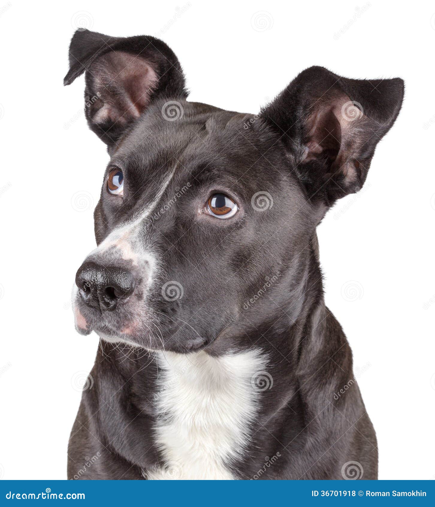 391 Dog Peep Stock Photos - Free & Royalty-Free Stock Photos from ...