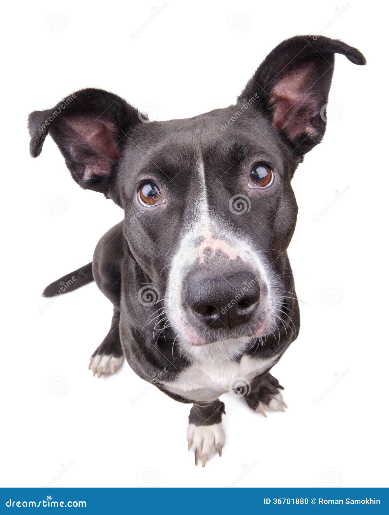 Black Cute Dog Looking at Camera Stock Photo - Image of indoors, eyes ...