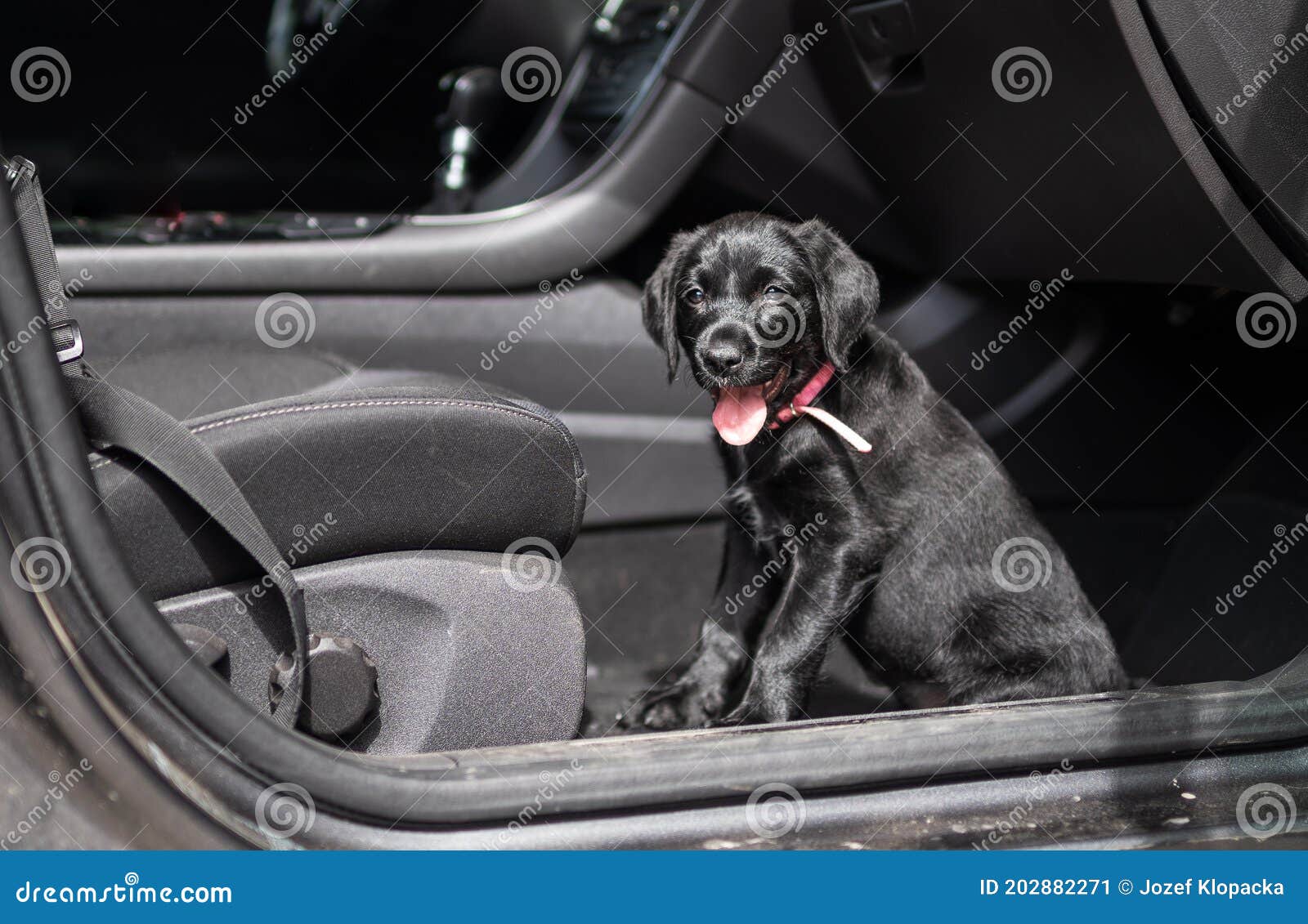 Black cute doog in car. stock image. Image of feeling - 202882271