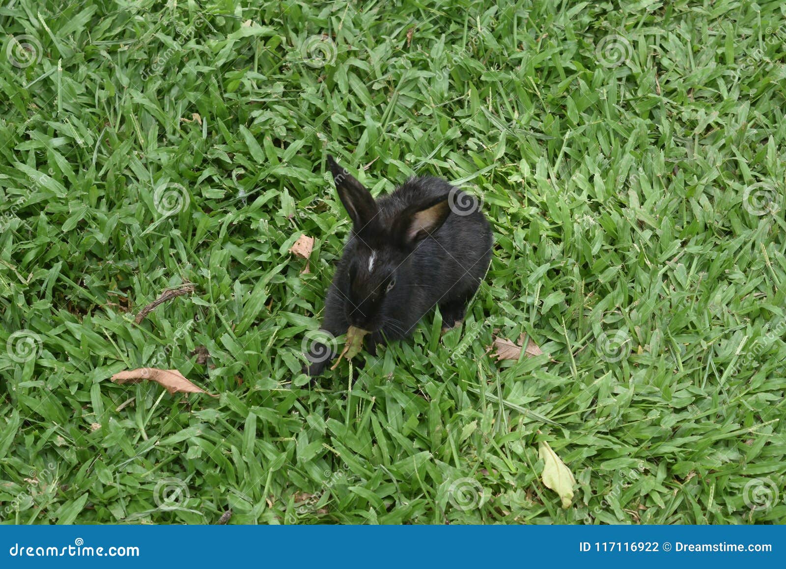 Black Cute Indian Rabbit Playing Stock Photo - Image of black, season ...