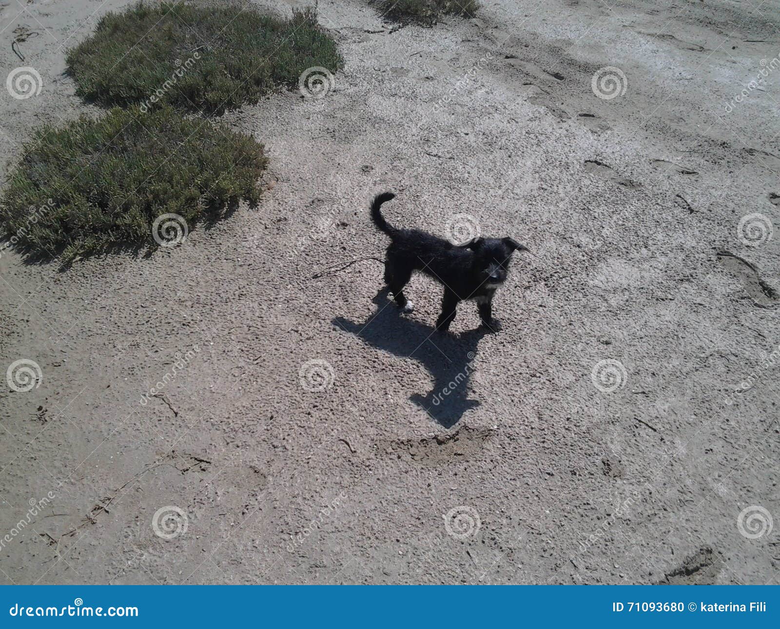 Black Cute Small Pappie and Biger Shade Nature Background Stock Photo ...