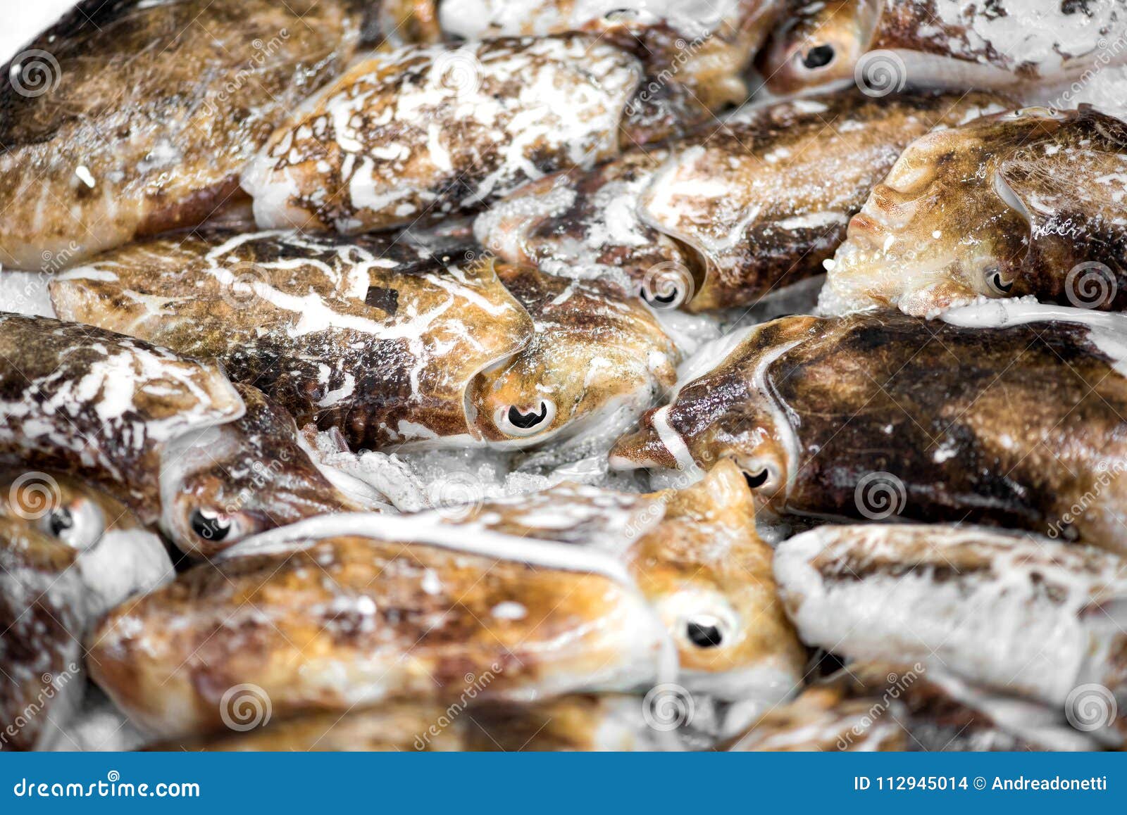 Black Cuttlefish in Close Up Stock Photo - Image of fisheries, seafood ...