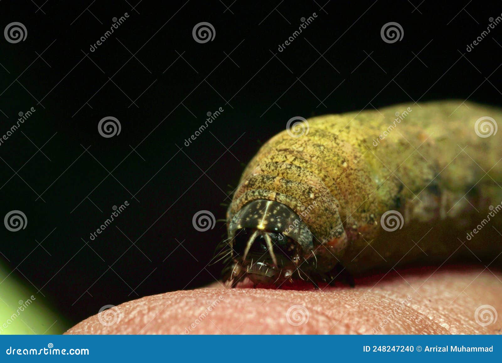Black Cutworm Agrotis Ipsilon Stock Photo - Image of nature, black ...