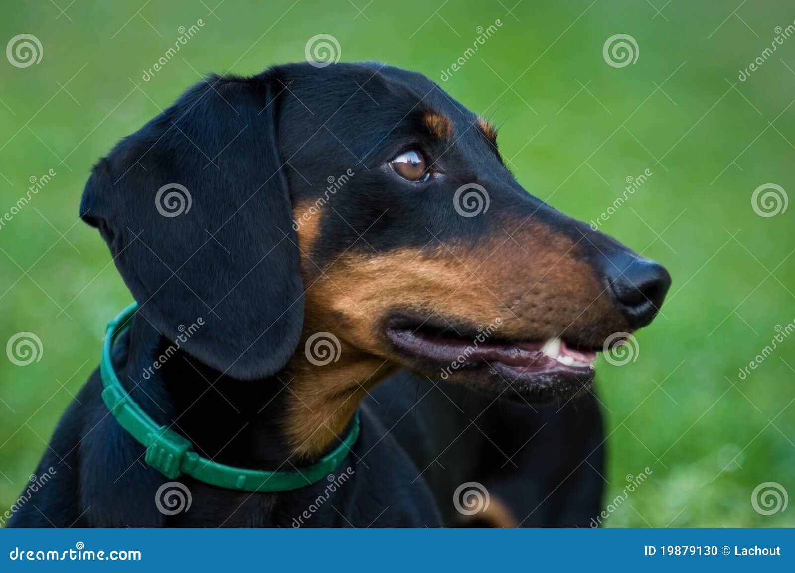 Black dachshund head stock photo. Image of nature, green - 19879130