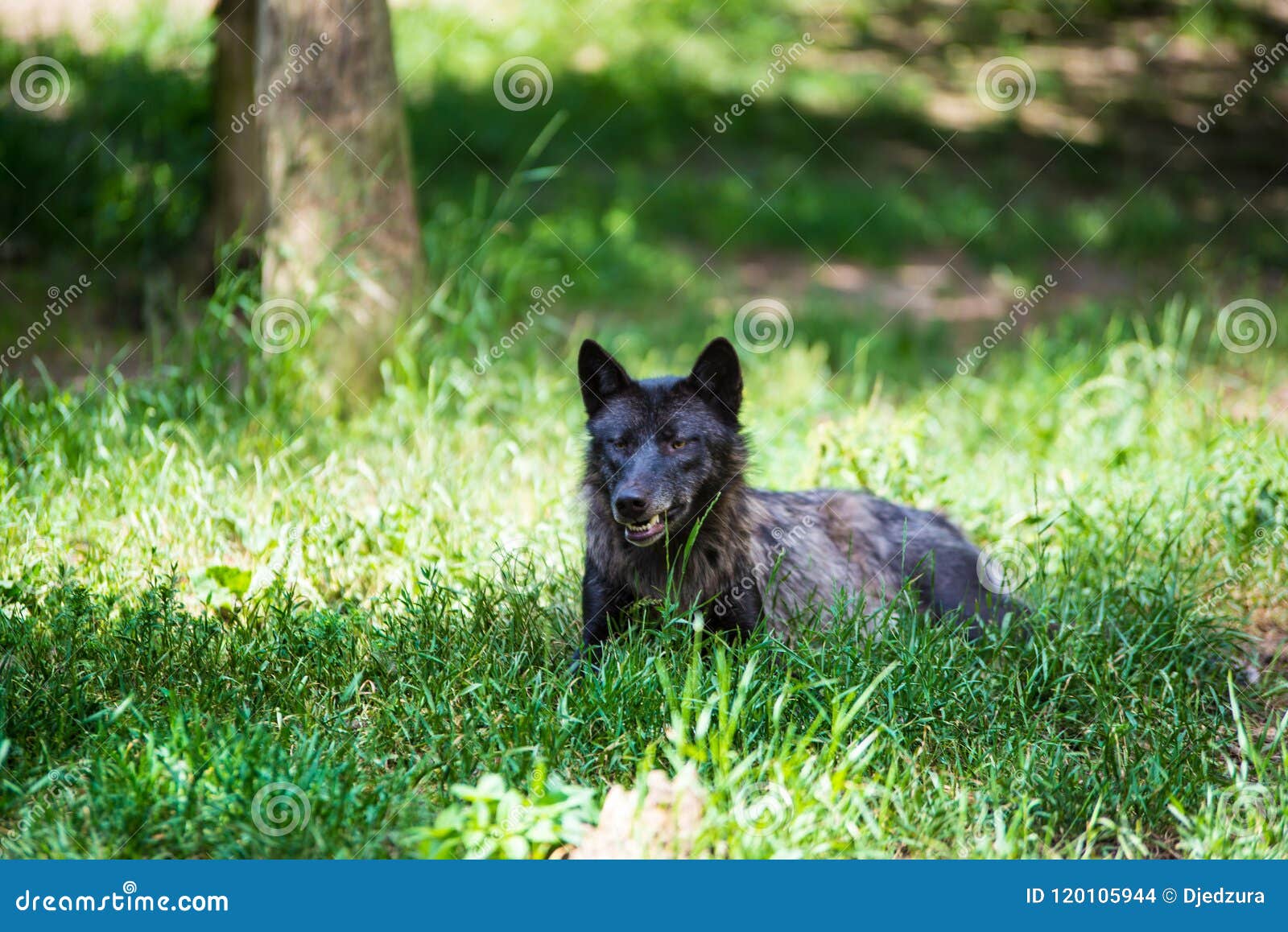 Black dangerous wolf stock photo. Image of predatory - 120105944
