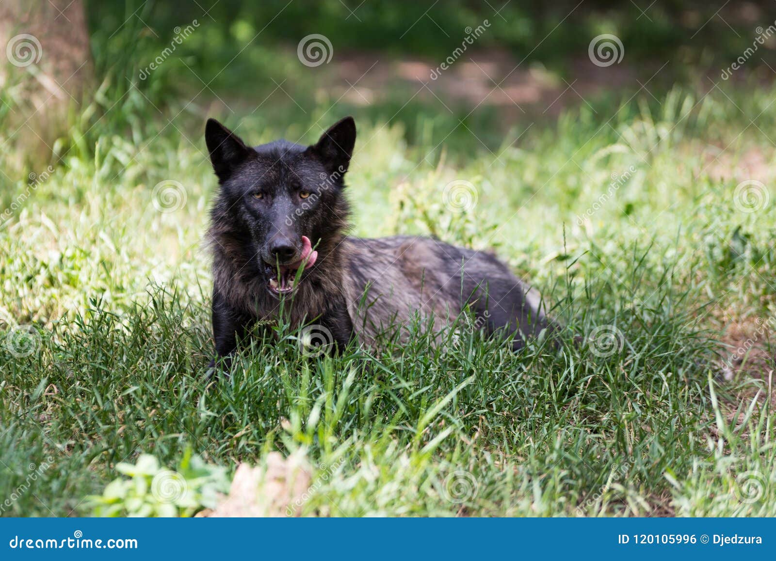 Black dangerous wolf stock photo. Image of timber, animals - 120105996