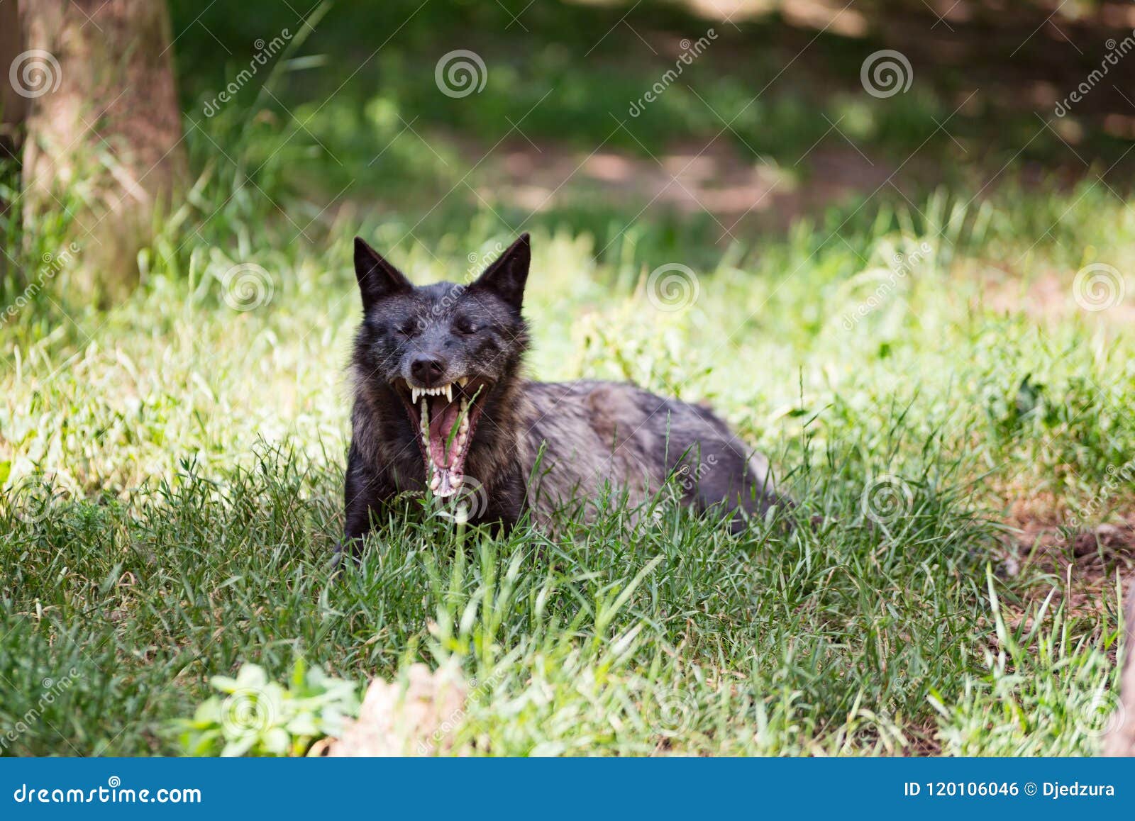 Black dangerous wolf stock photo. Image of hunter, wolf - 120106046