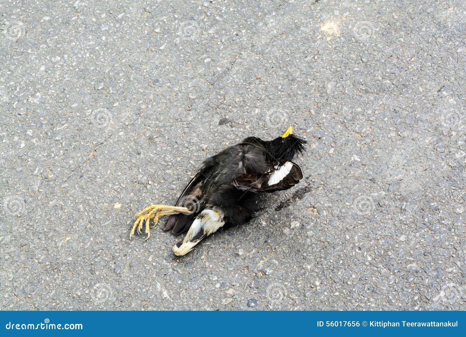 Black dead bird stock photo. Image of plumage, beak, path - 56017656