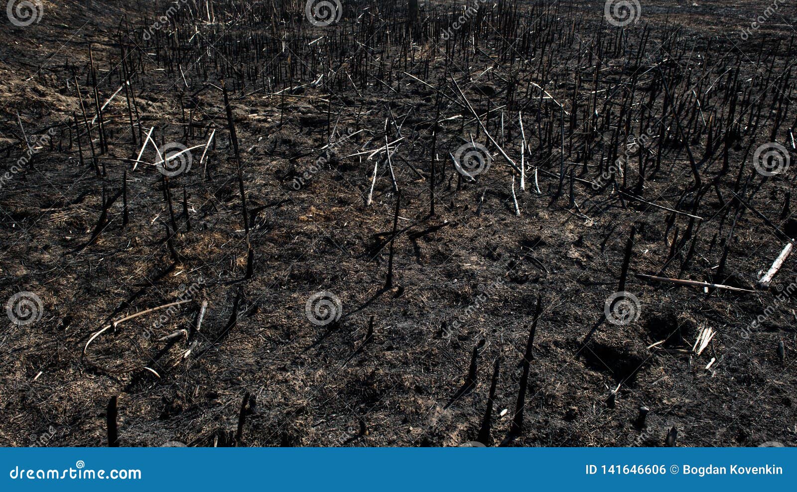 Black dead burned field stock photo. Image of dirty - 141646606