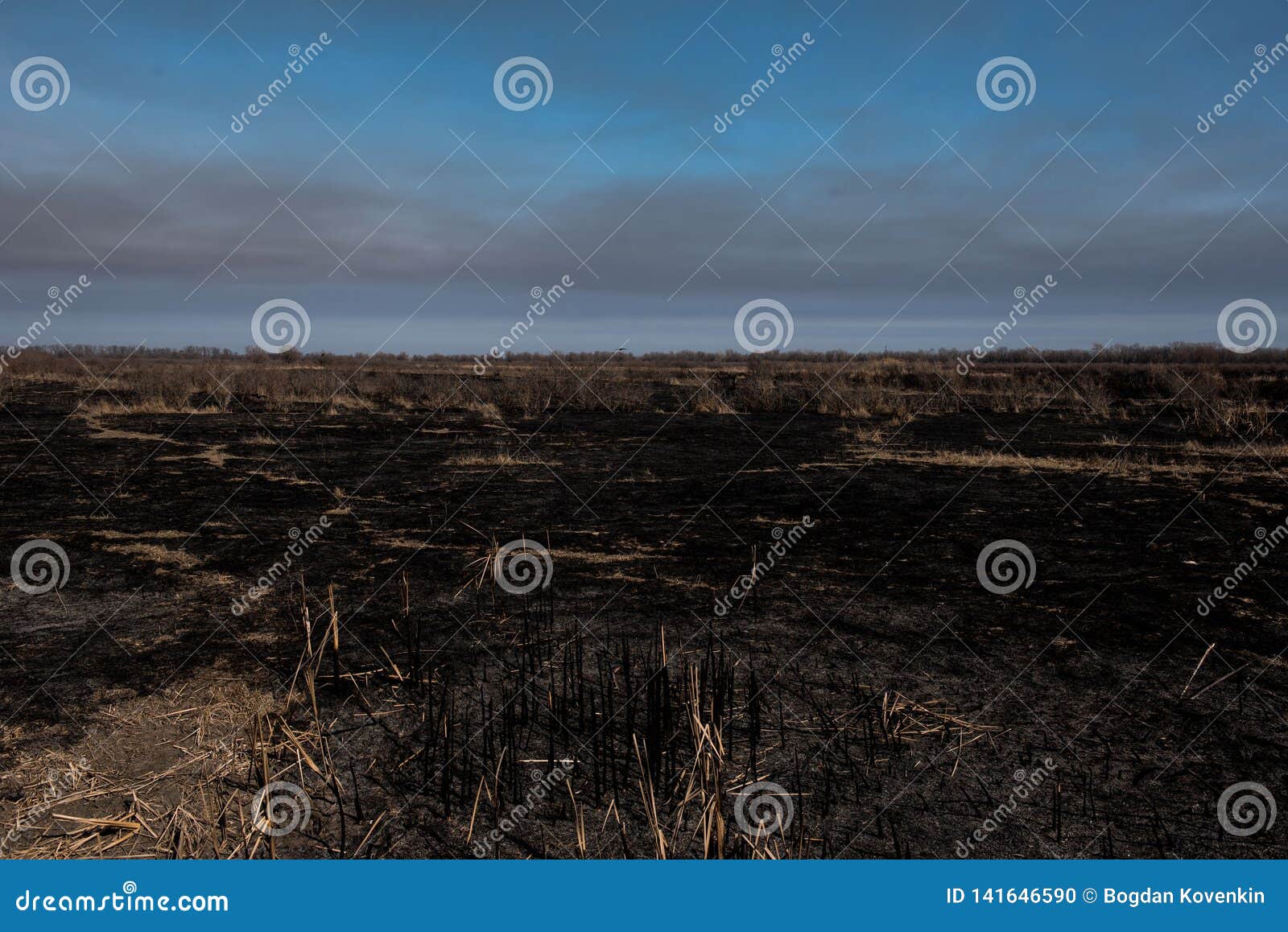 Black dead burned field stock photo. Image of field - 141646590