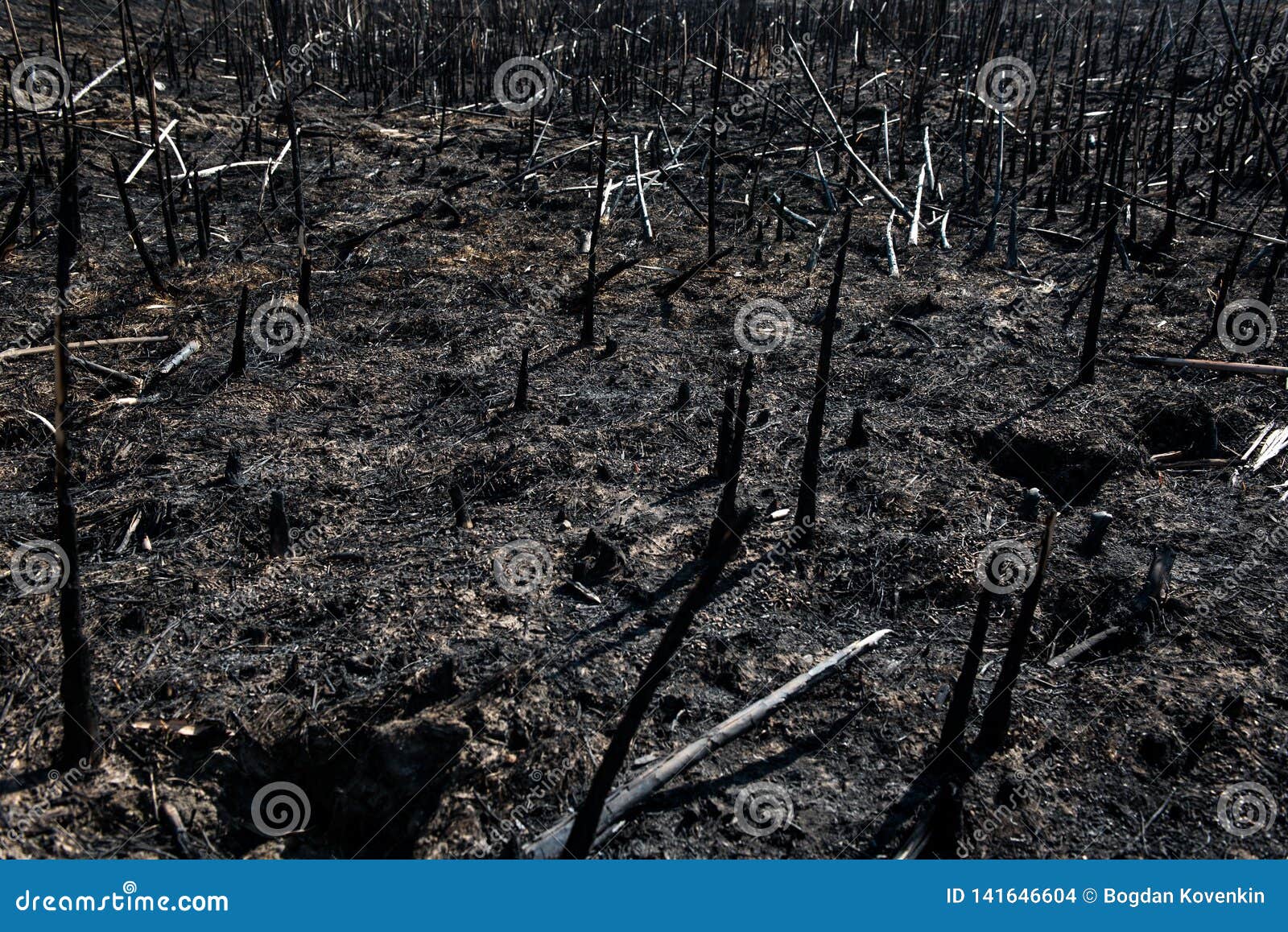 Black dead burned field stock photo. Image of outdoors - 141646604