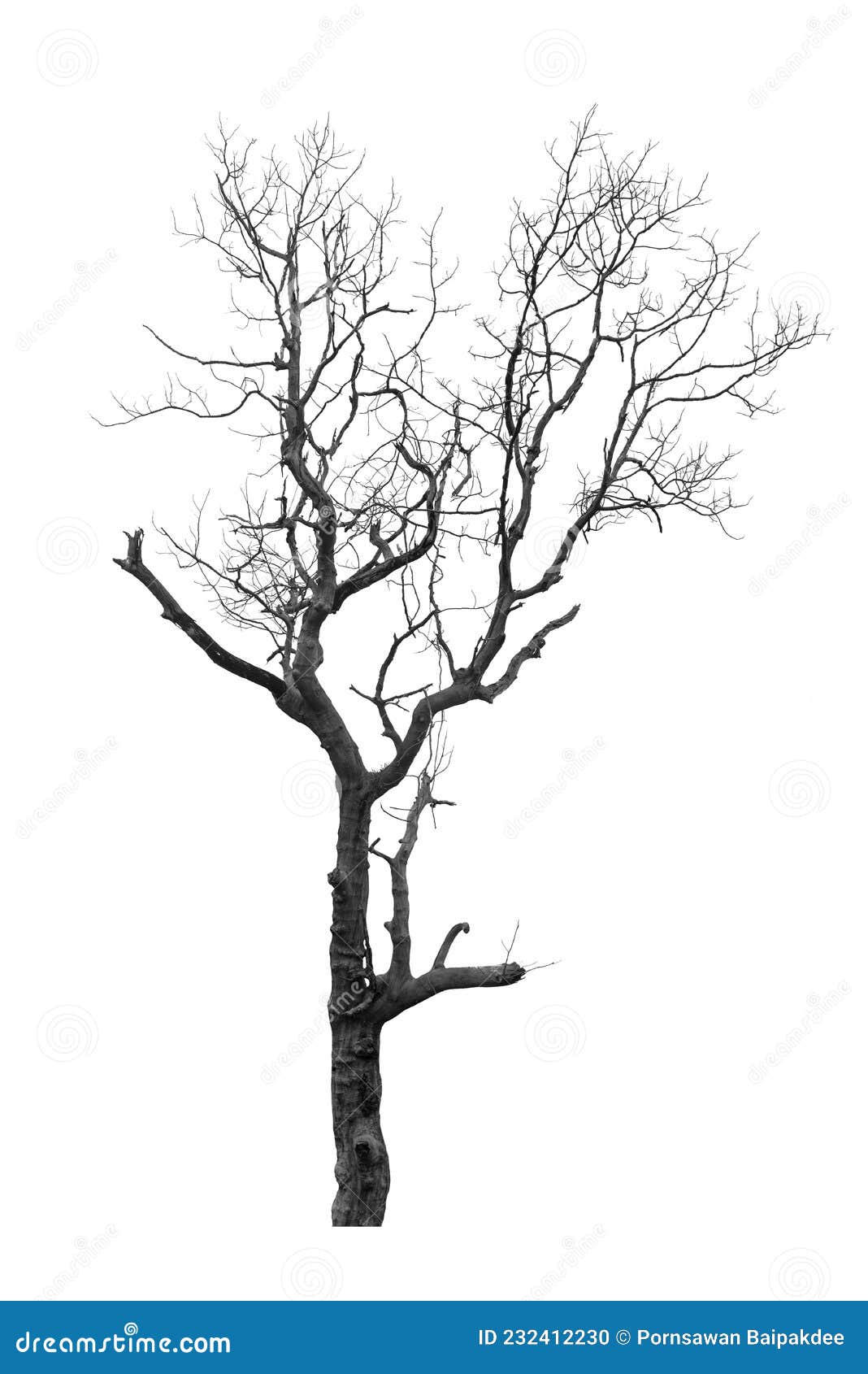Black dead tree branches stock photo. Image of background - 232412230