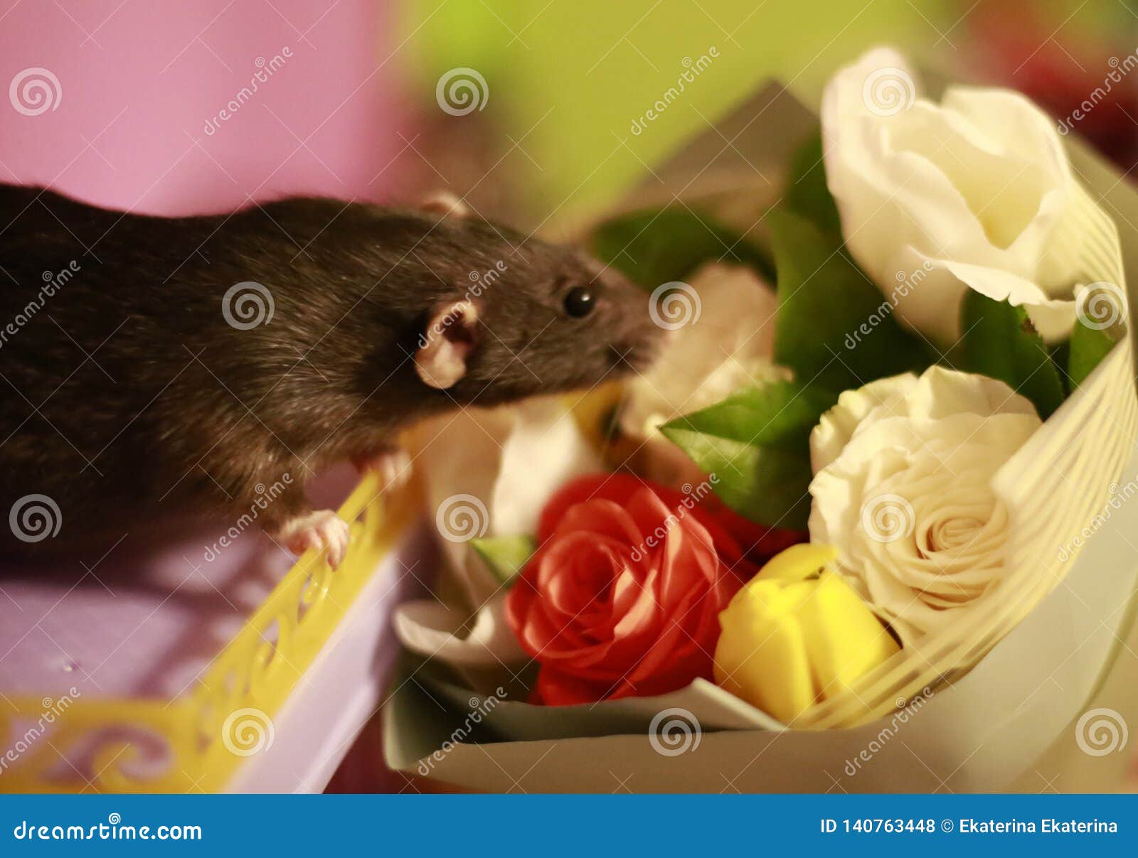 Black Decorative Rat and a Bouquet of Spring Flowers Stock Photo ...