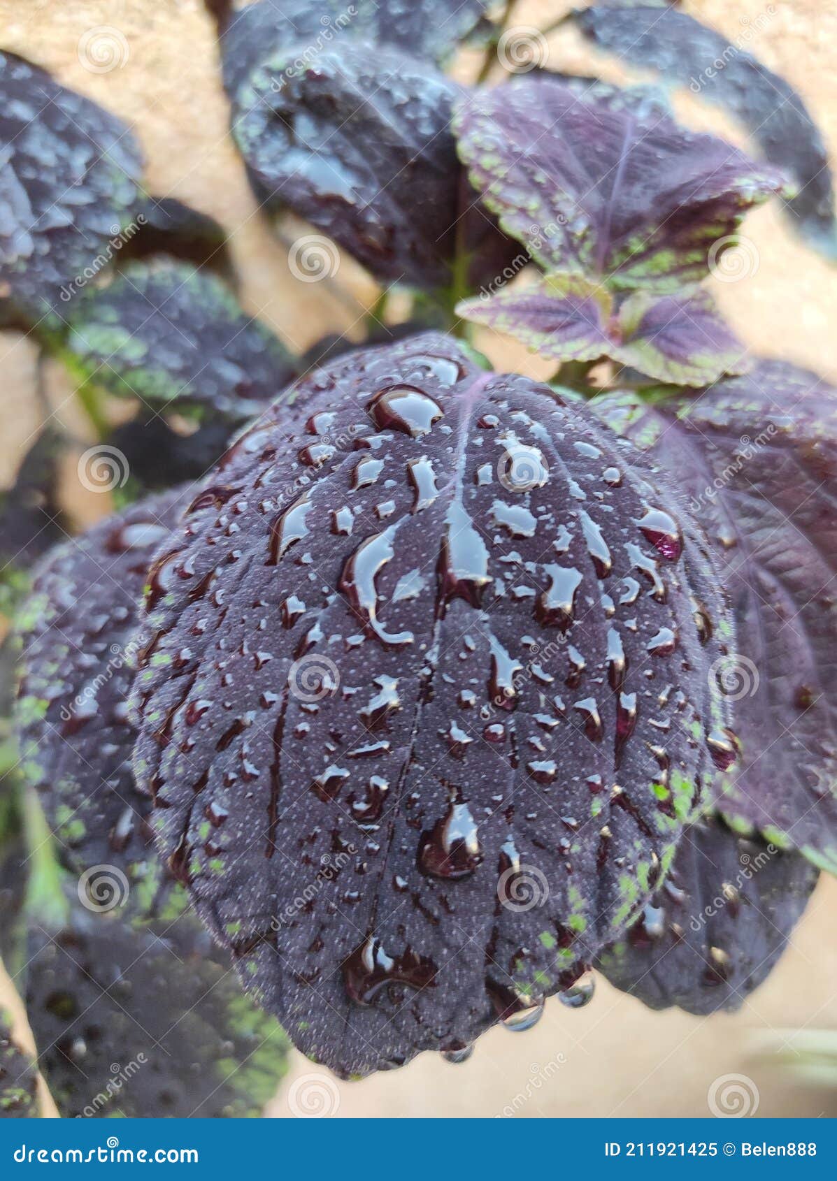 Black dew stock image. Image of tree, plant, fungus - 211921425