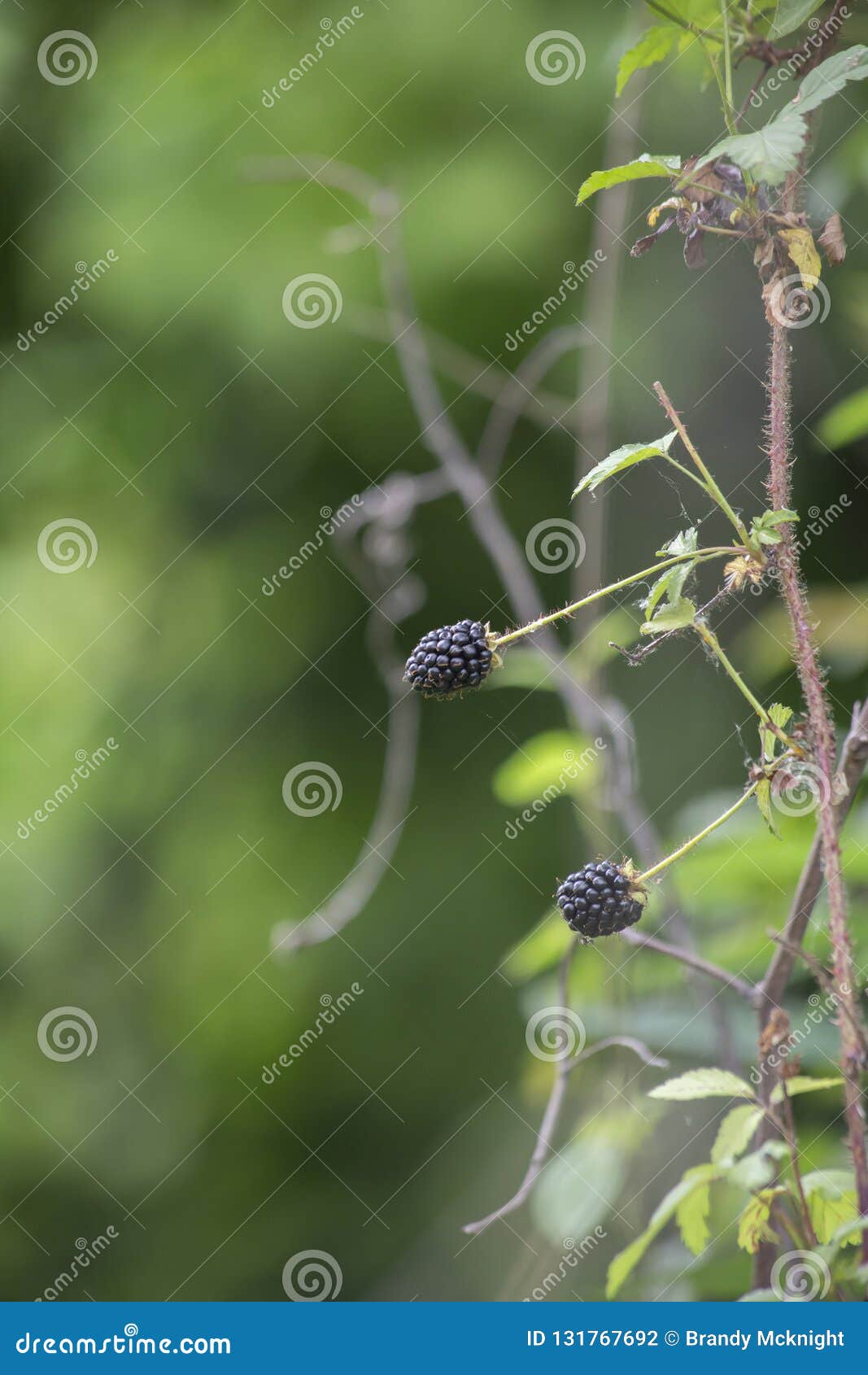 Black Dewberries Growing on a Vine Stock Photo - Image of leaf, growing ...