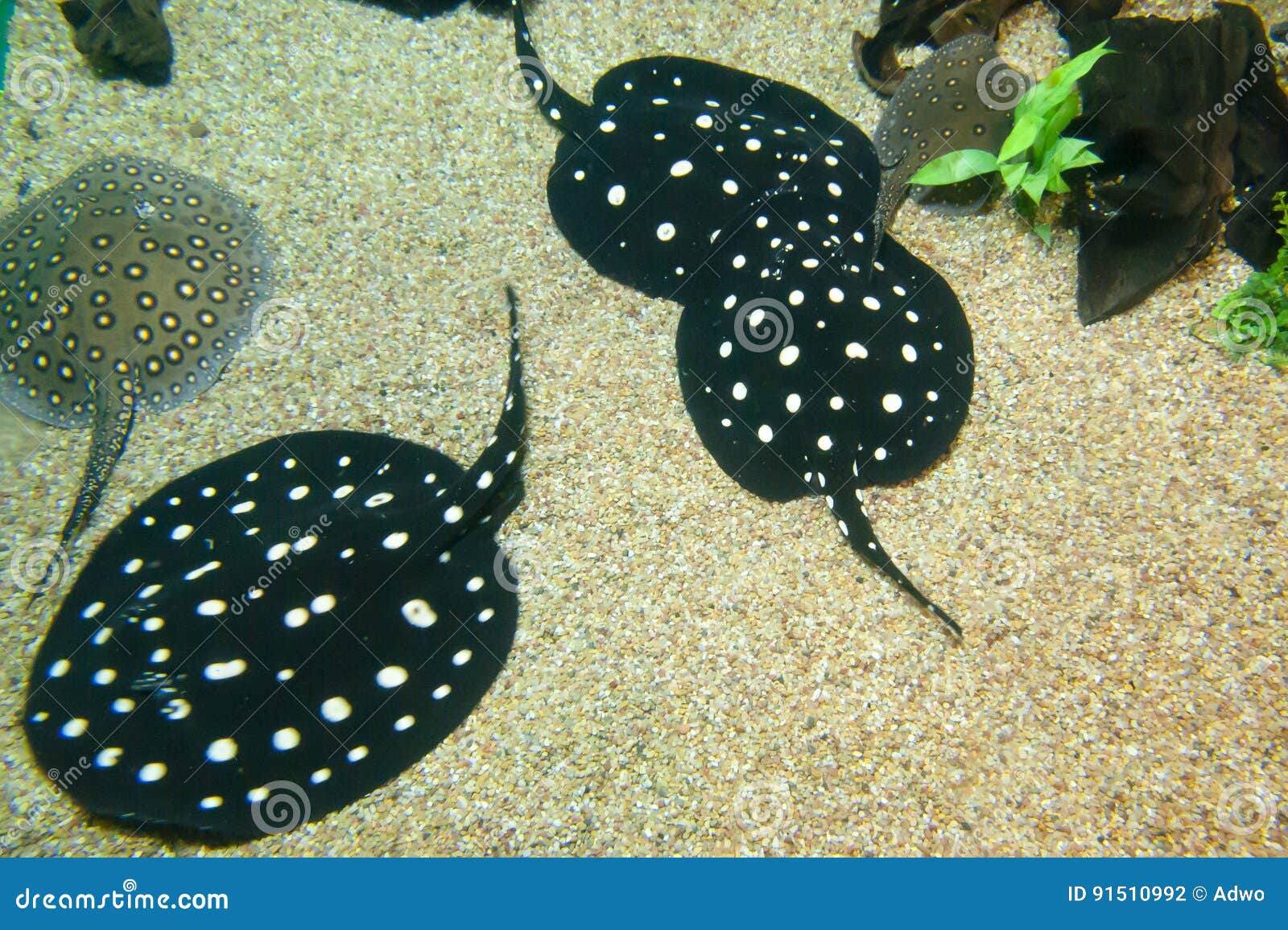 Stingray Leopoldi On A Sandy Bottom Among Snags Fish, Potamotrygon ...