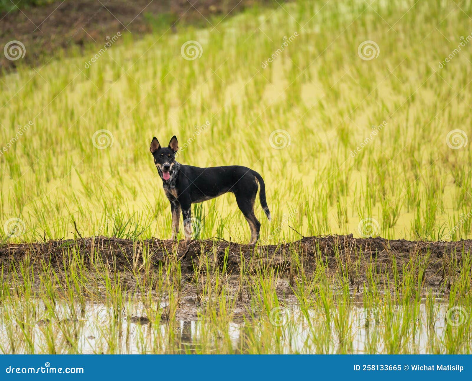 Black Dig Standing on the Rice Paddy Field Stock Image - Image of face ...