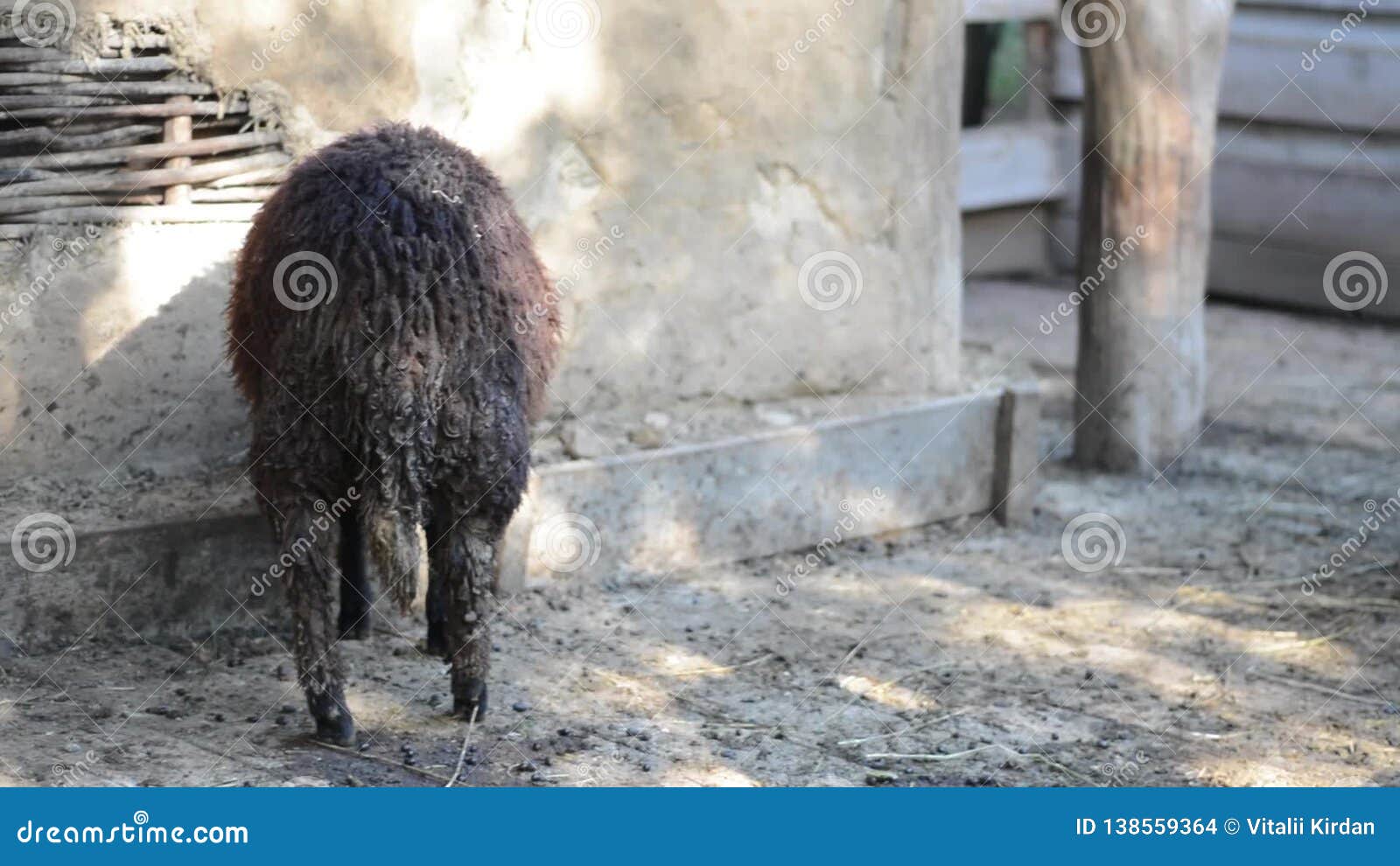 Black Dirty Sheep on a Farm Stock Footage - Video of beautiful, hoof ...