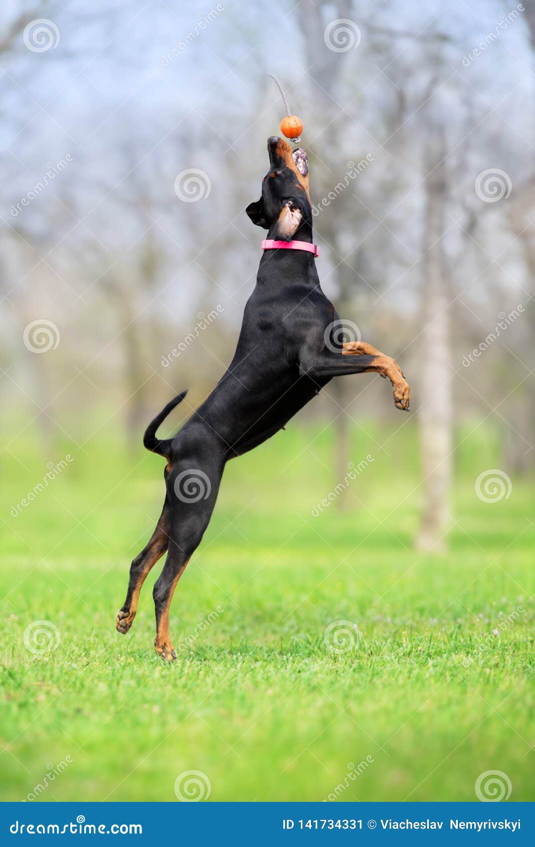 Black doberman play stock image. Image of animal, doberman - 141734331