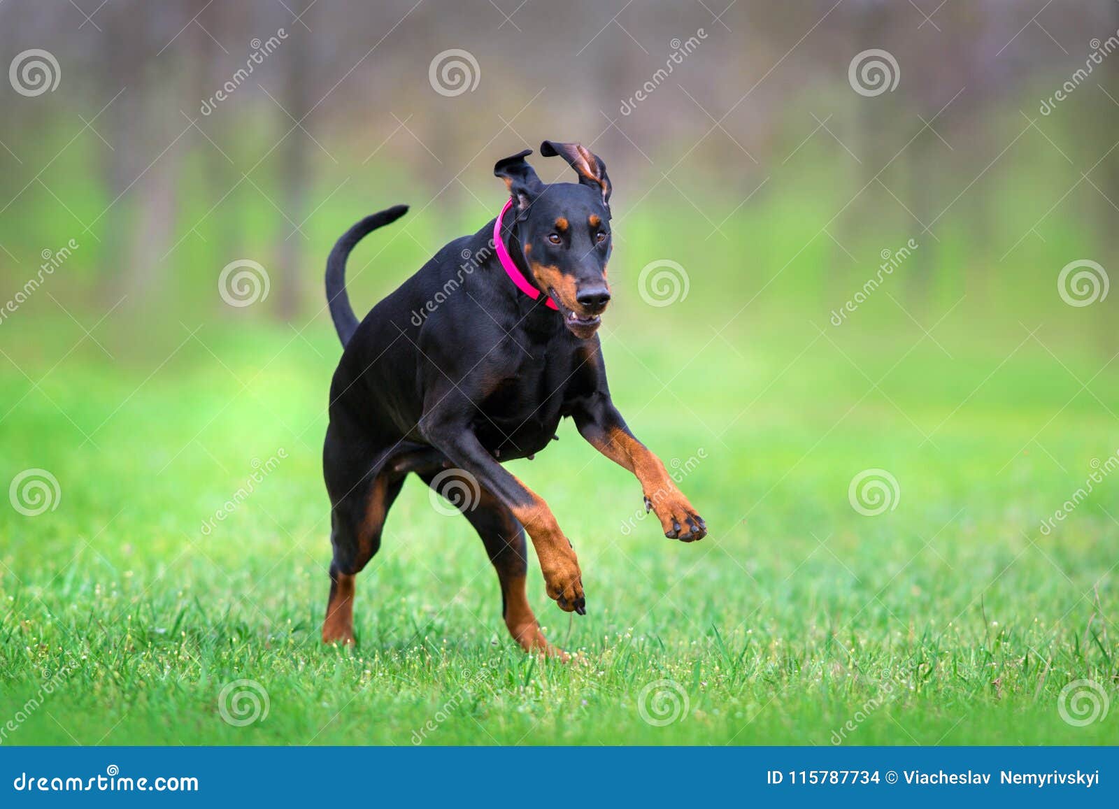 Black doberman run stock photo. Image of action, fast - 115787734