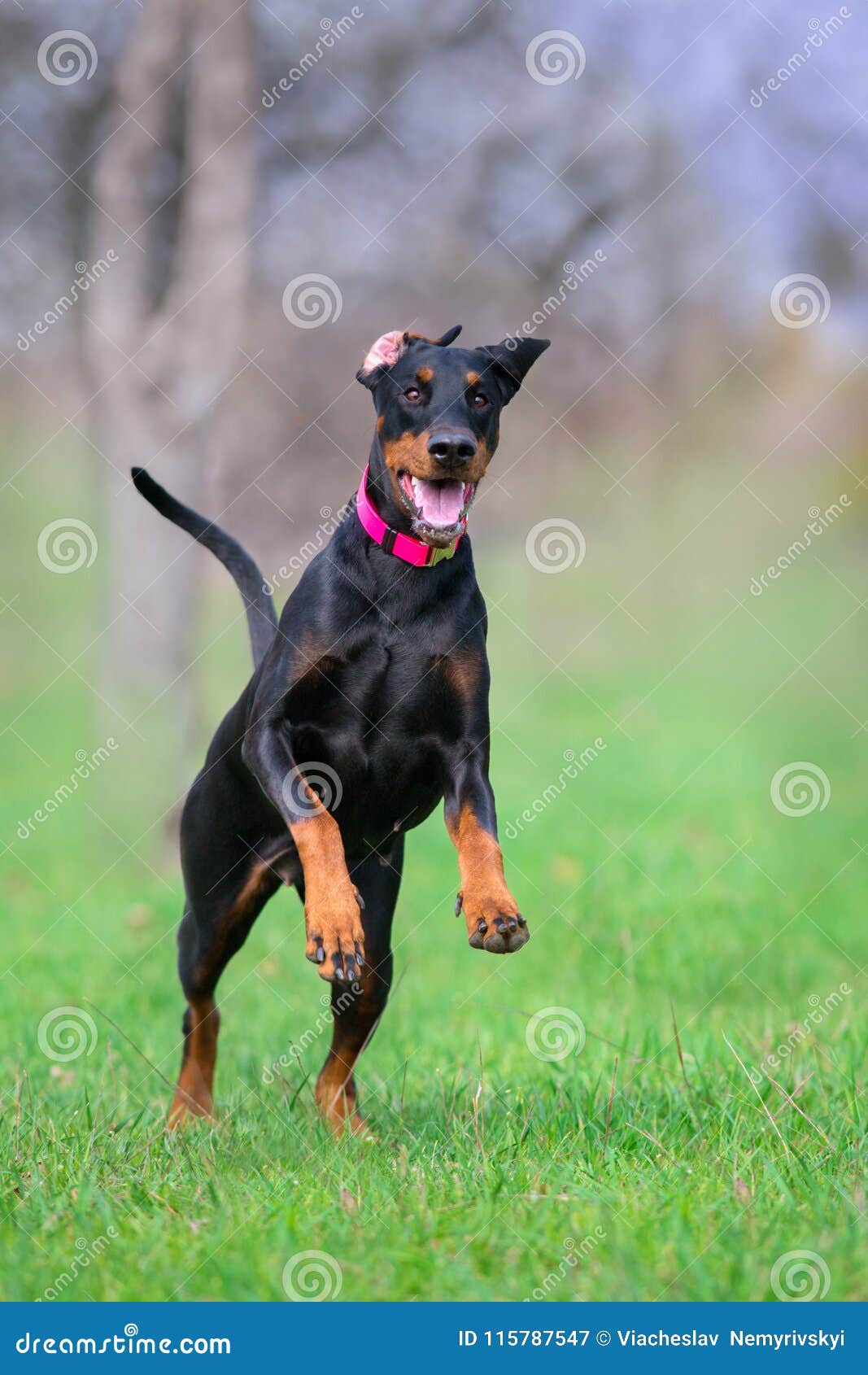 Black doberman run stock image. Image of field, cute - 115787547