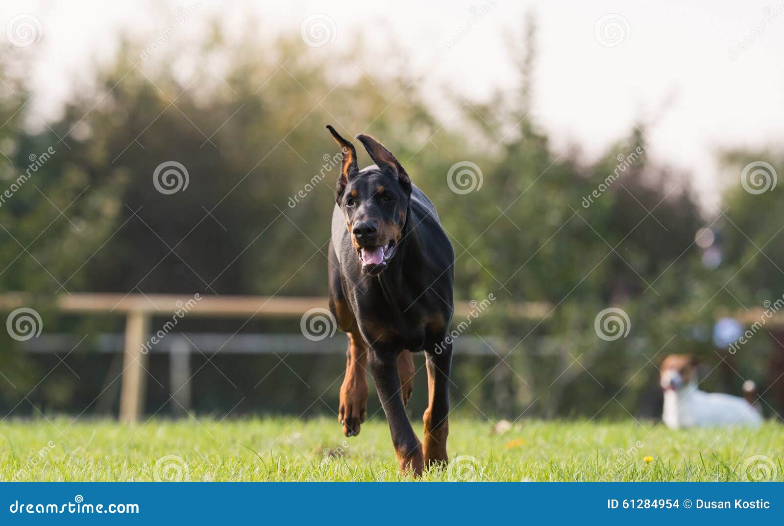 Black doberman running stock photo. Image of obedience - 61284954