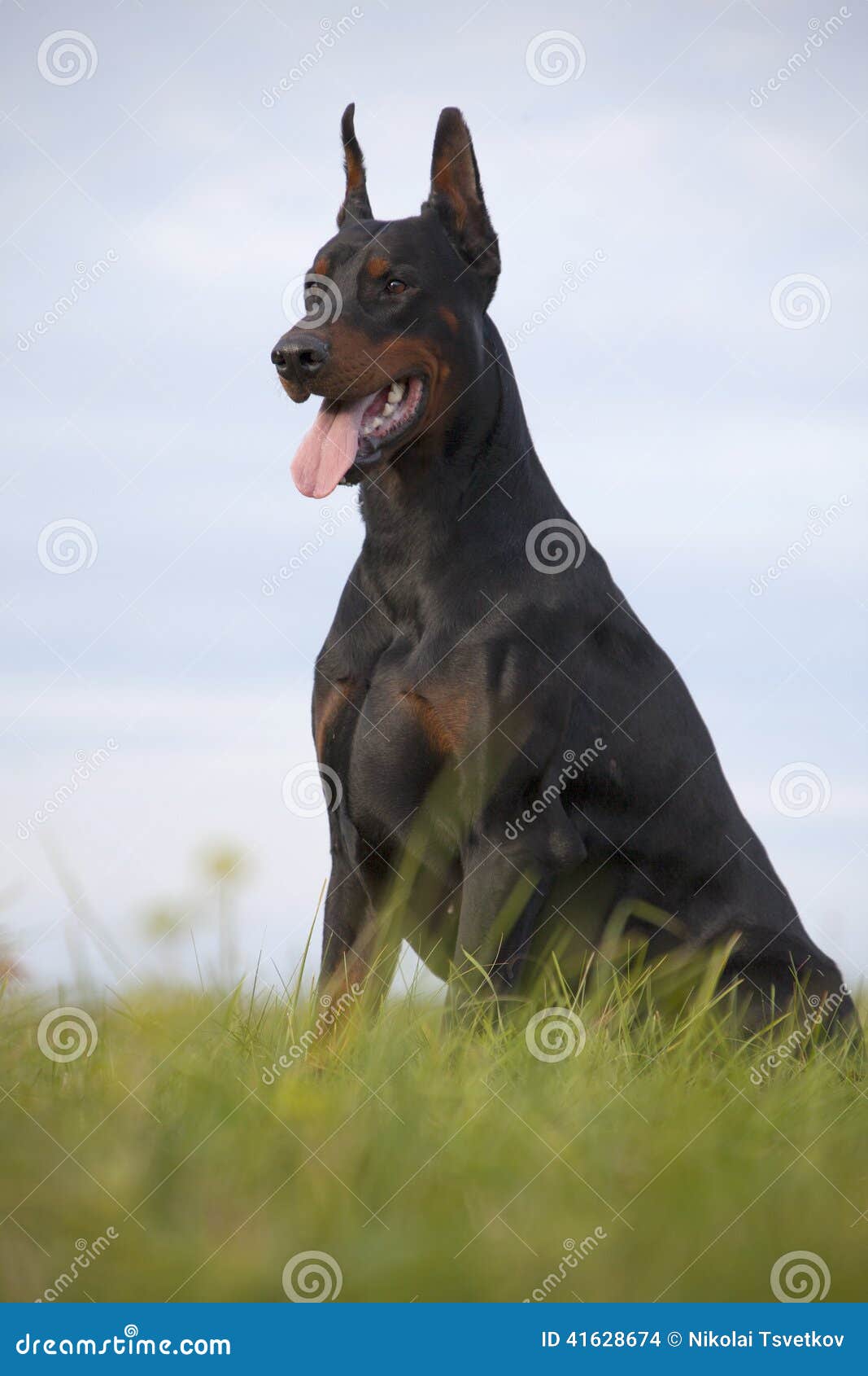 Pure Black Doberman Pinscher