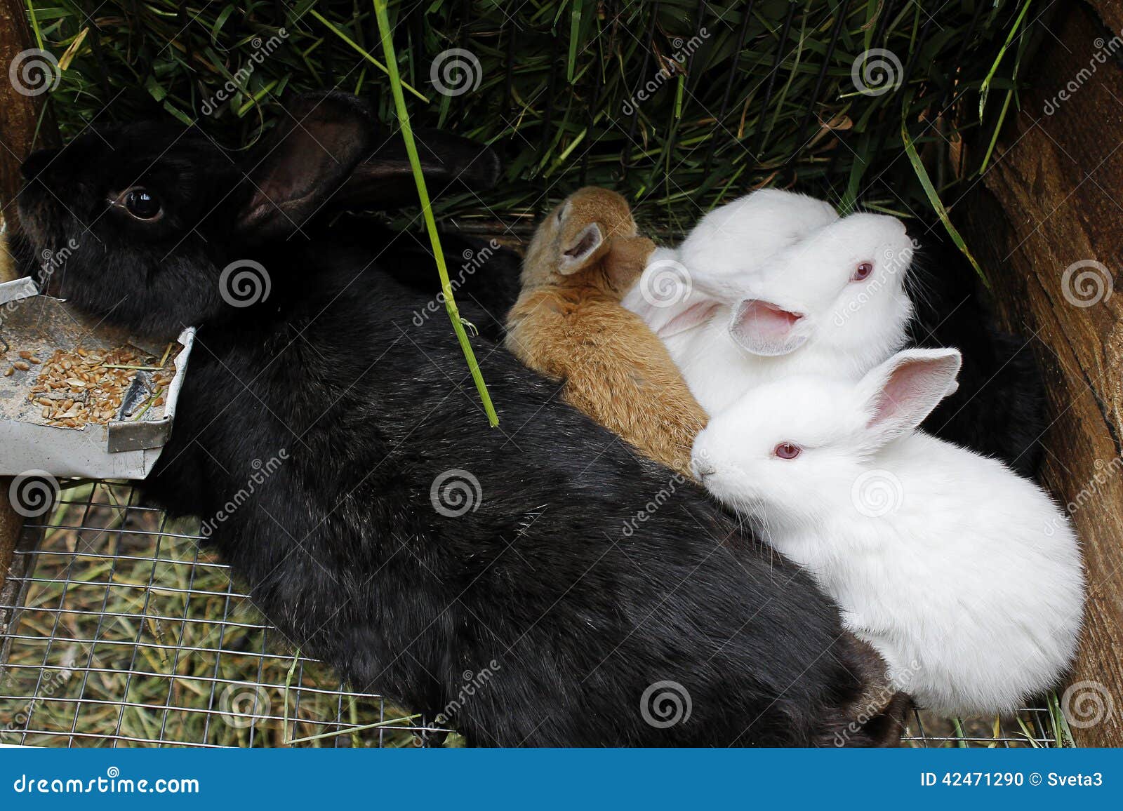 Black DOE-rabbit with Colorful Small Rabbit . Stock Photo - Image of ...