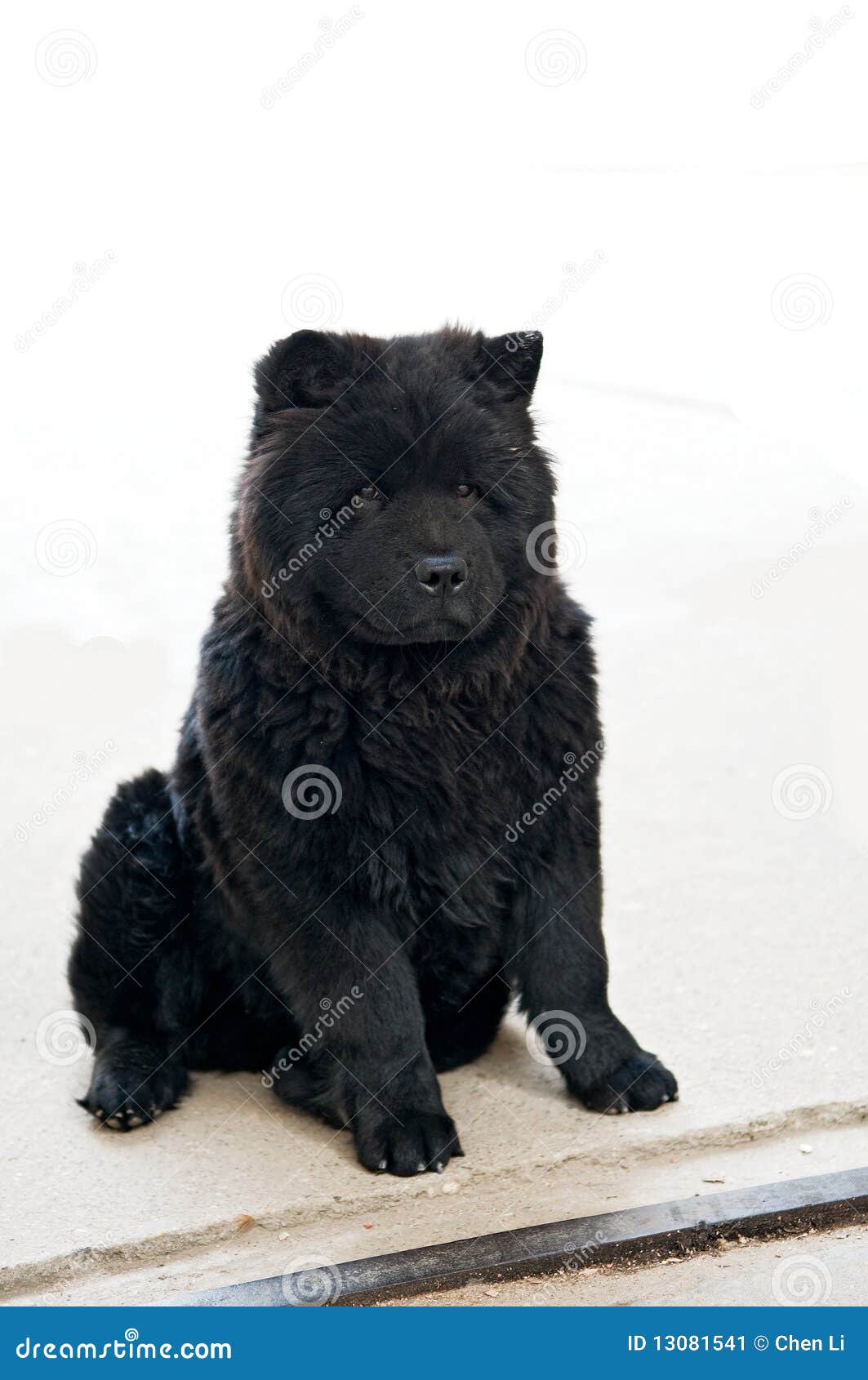 Black dog stock image. Image of chow, legs, feeding, china - 13081541