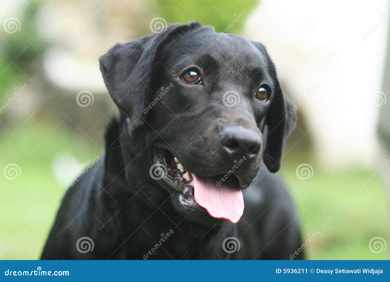 Black Dog Picture. Image: 5936211