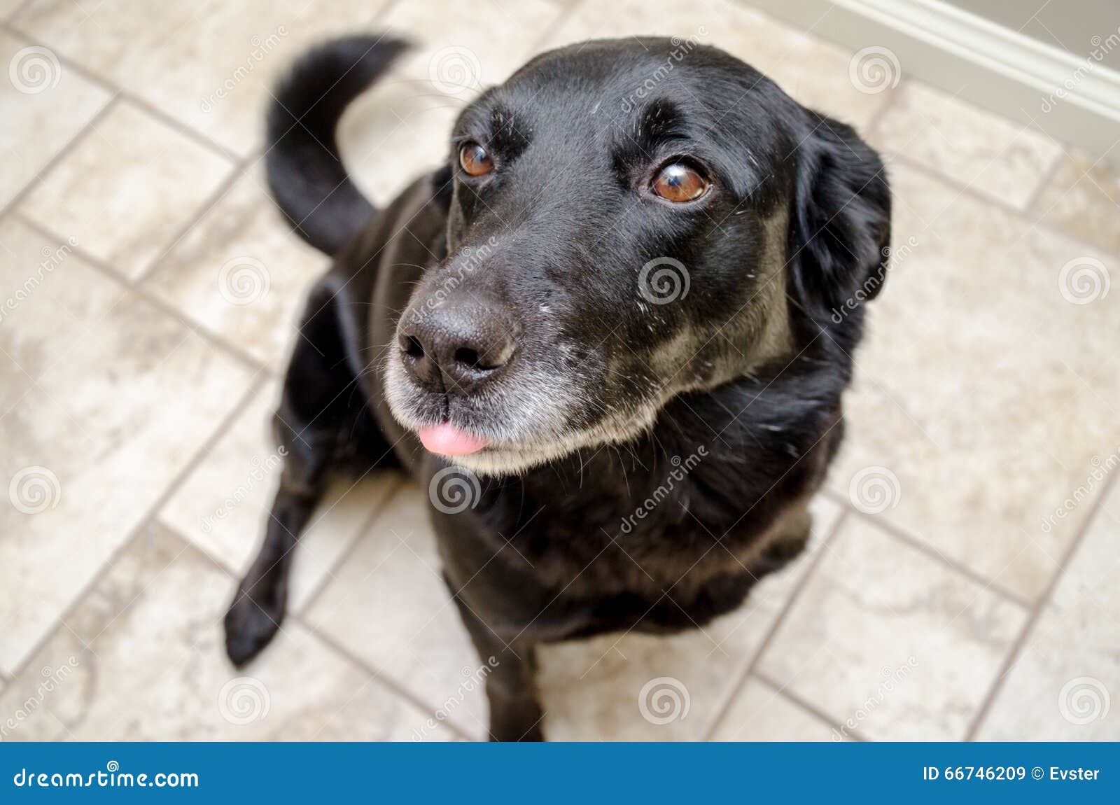 Black Dog from Above stock image. Image of domestic, tongue - 66746209