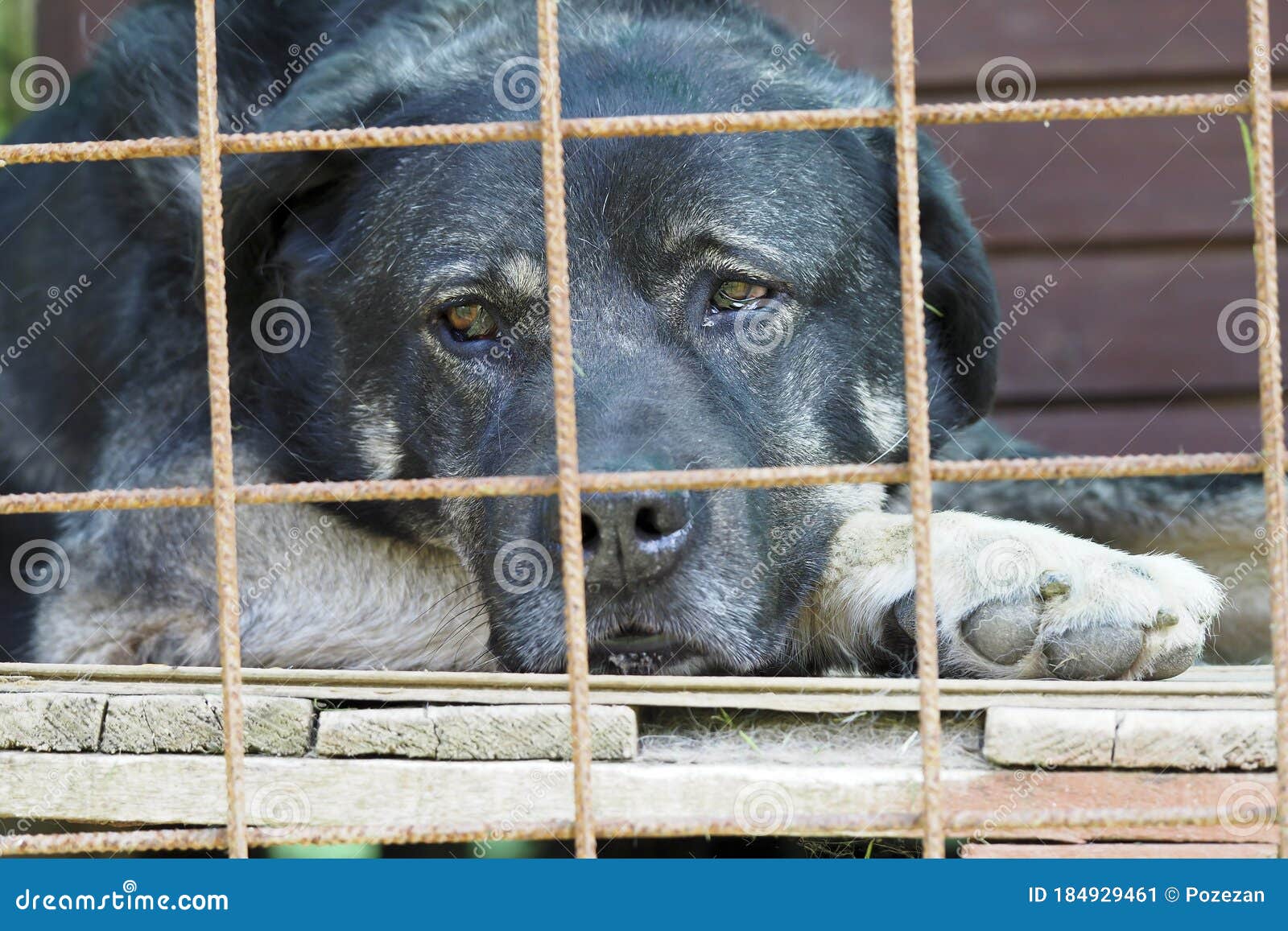 Black dog behind bars stock image. Image of jail, closeup - 184929461
