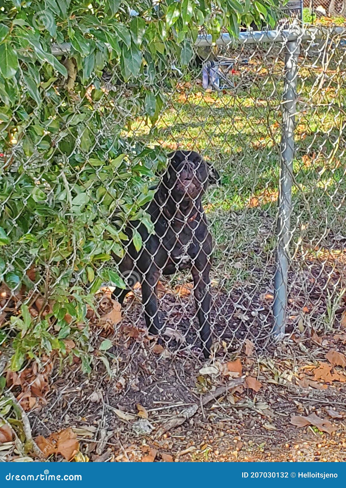 Black Dog Behind Fence and Tree Stock Photo - Image of forest, trail ...