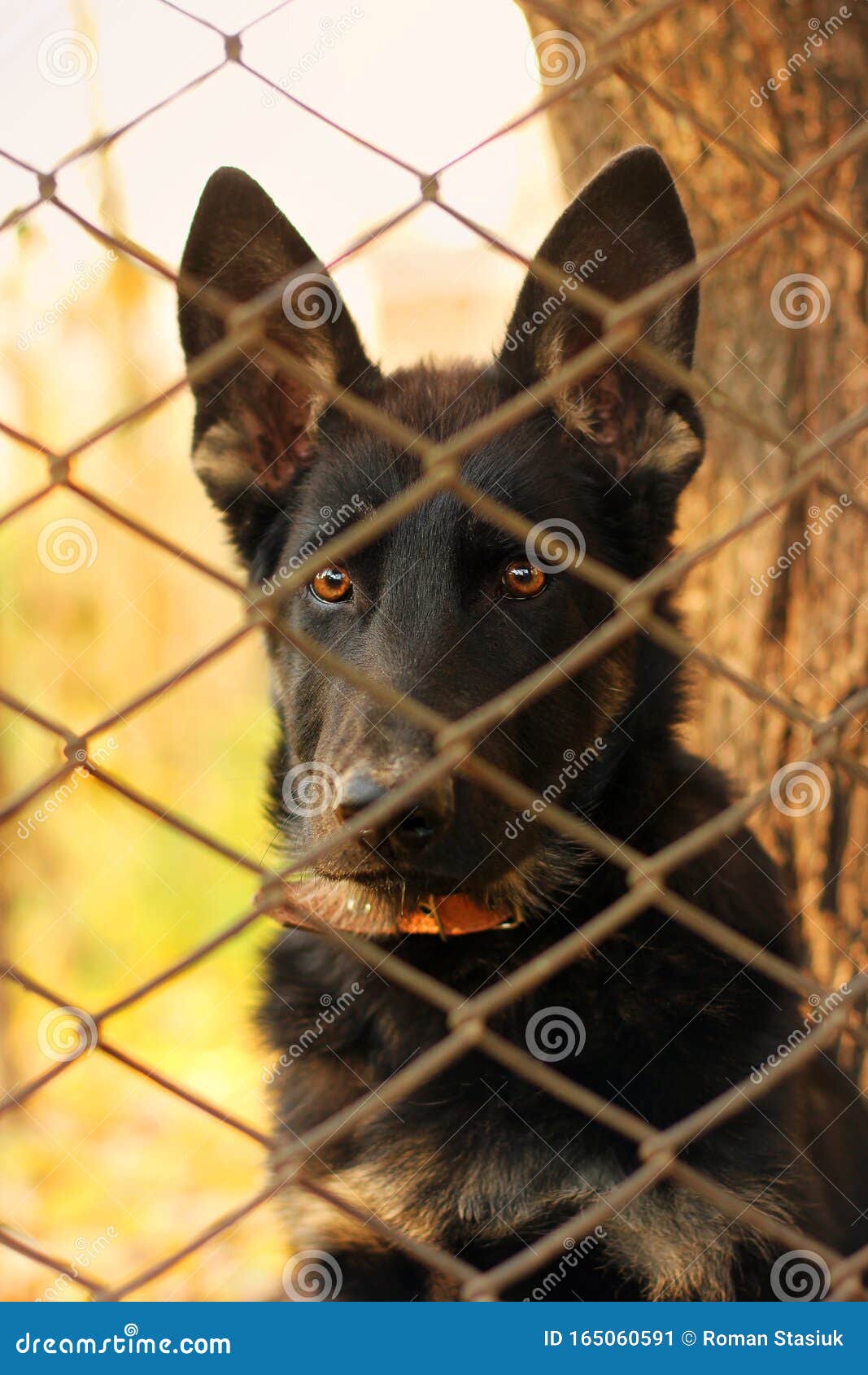 Black Dog Behind the Net. Black Shepherd Dog Stock Image - Image of ...