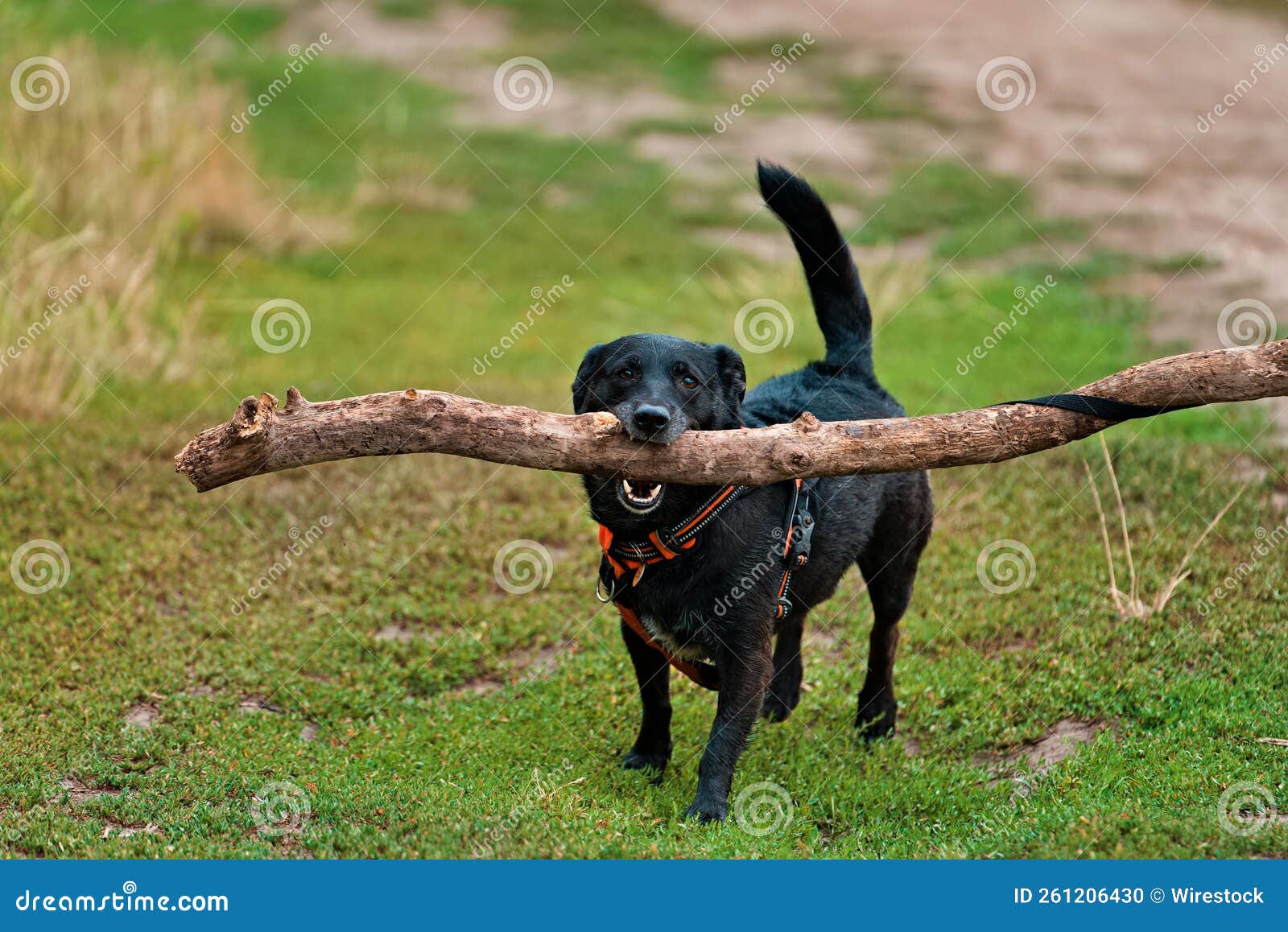 Black Dog Biting a Log Near the River Stock Photo - Image of outside ...