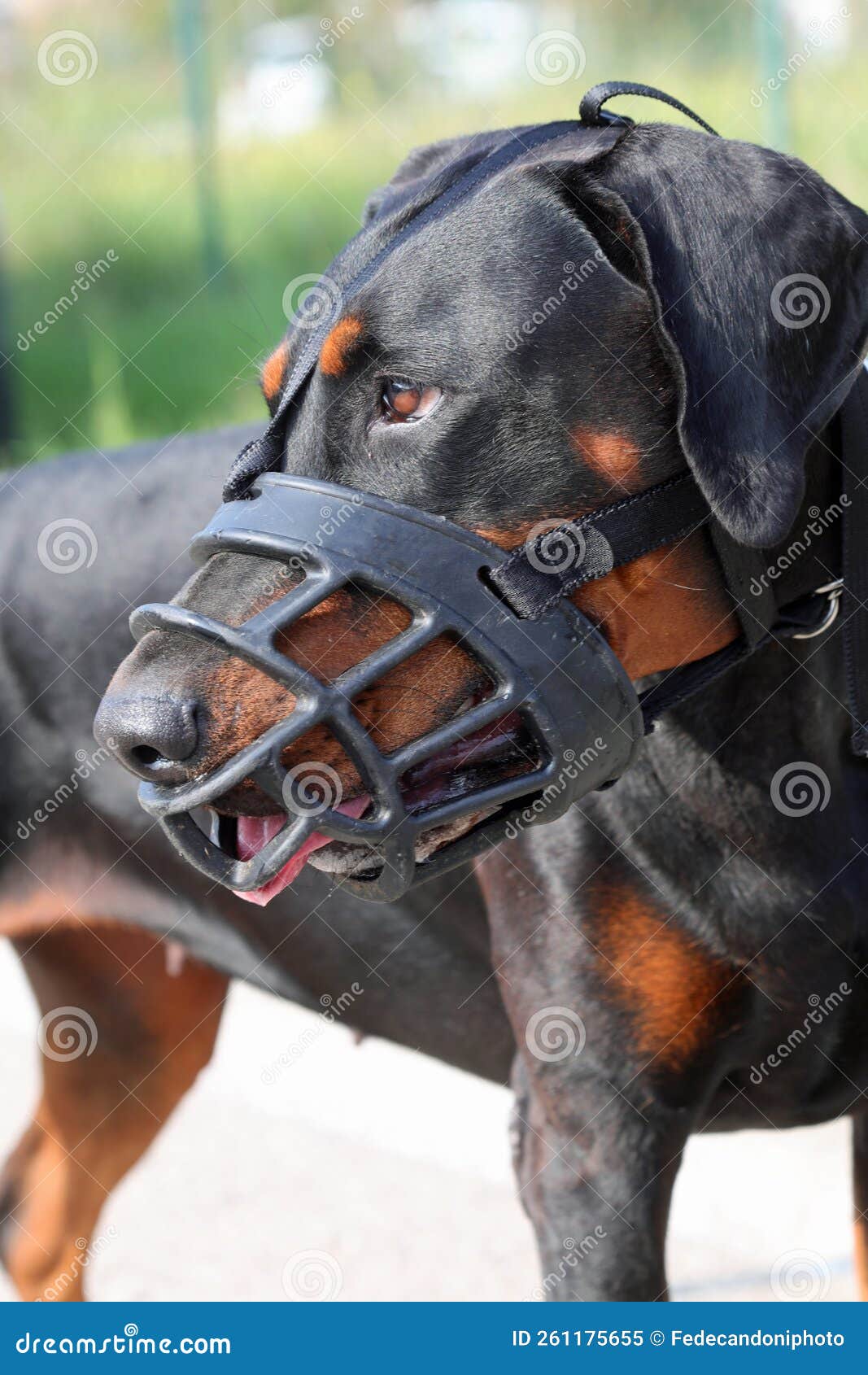 Black Dog Breed Doberman with Muzzle on His Mouth Stock Image - Image ...