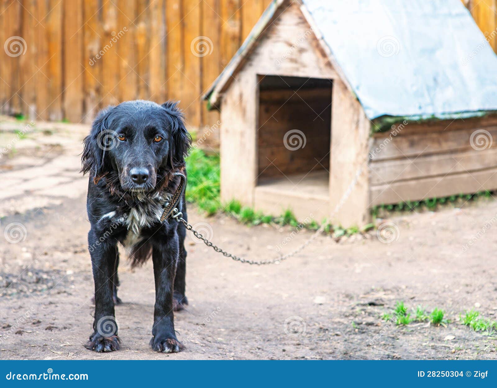 Black dog on chain stock photo. Image of face, look, companion - 28250304