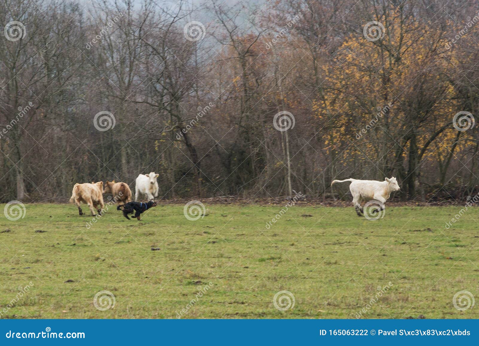 Black Dog Chasing Cows on Pasture Stock Photo - Image of countryside ...