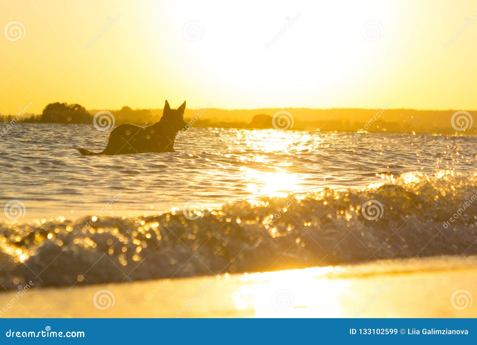 Black dog on the coast stock image. Image of action - 133102599