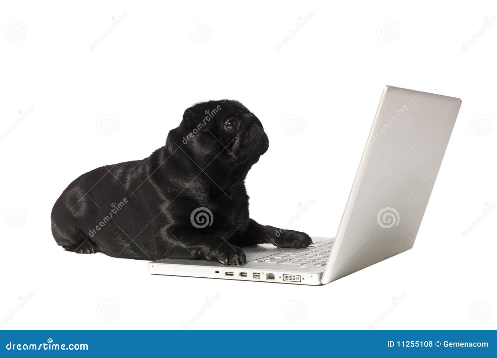 Black dog at the computer stock photo. Image of technology - 11255108