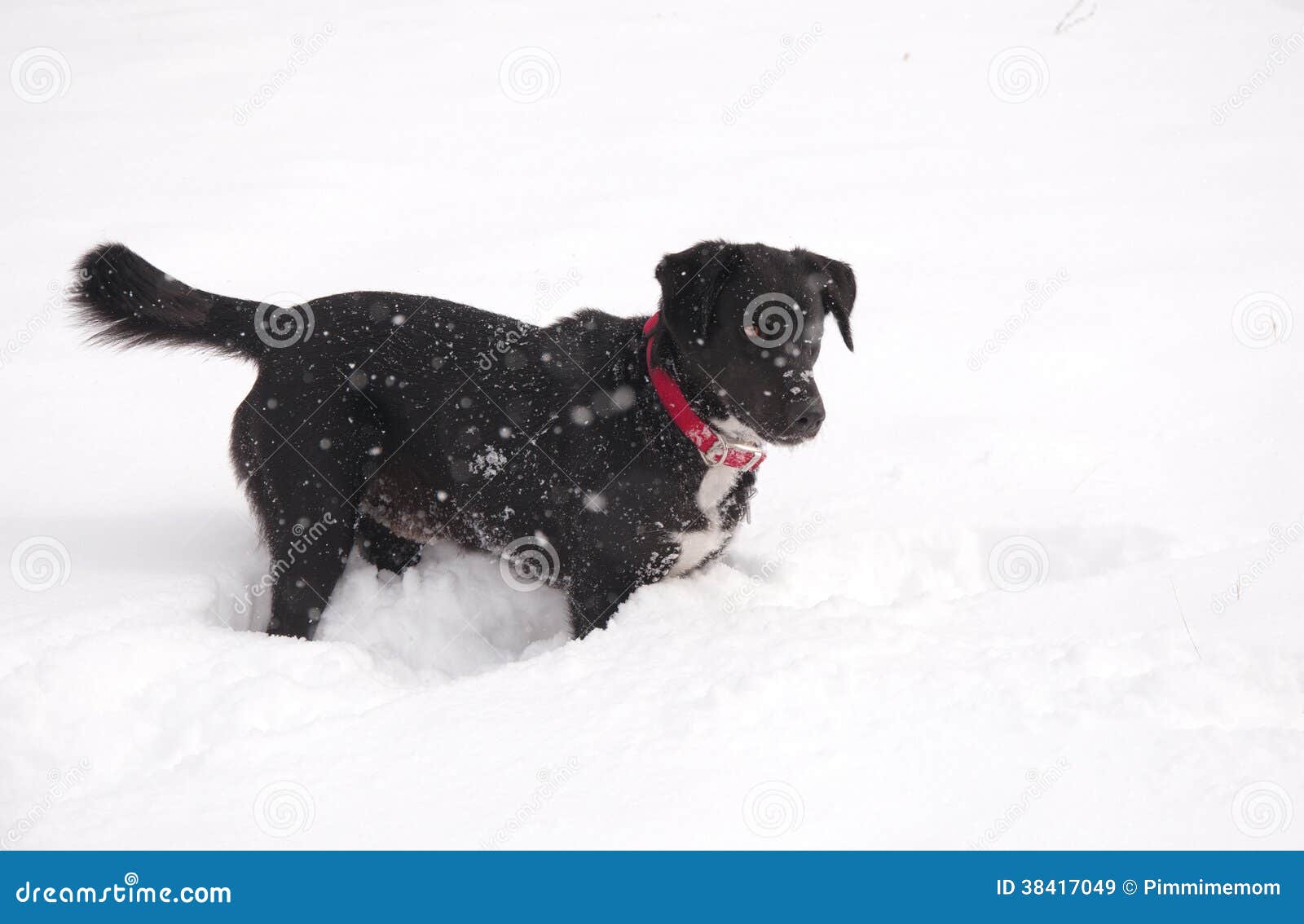 Black dog in deep snow stock image. Image of freezing - 38417049