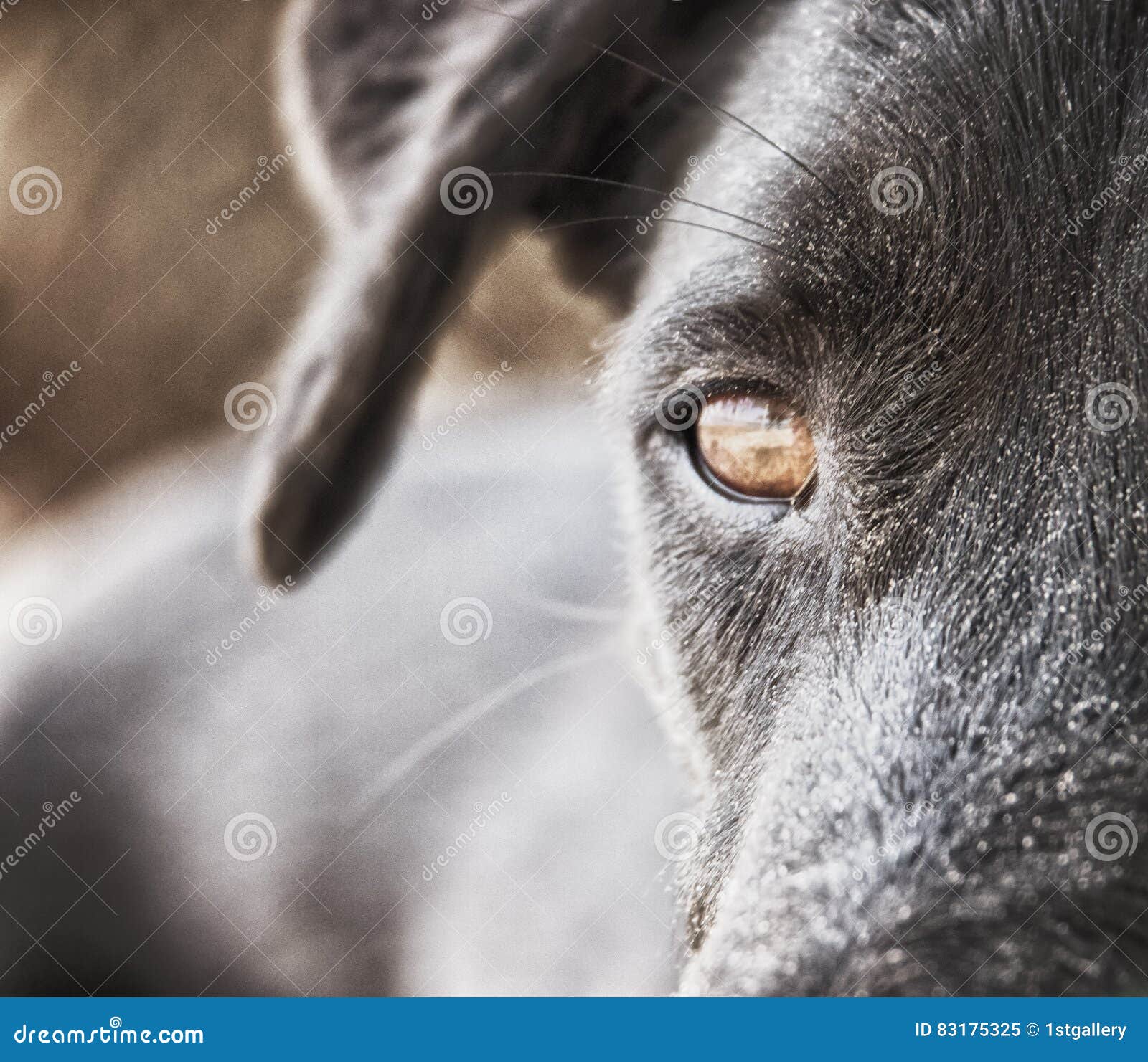 Black Dog Face Close-up 120 Stock Image - Image of outdoor, black: 83175325