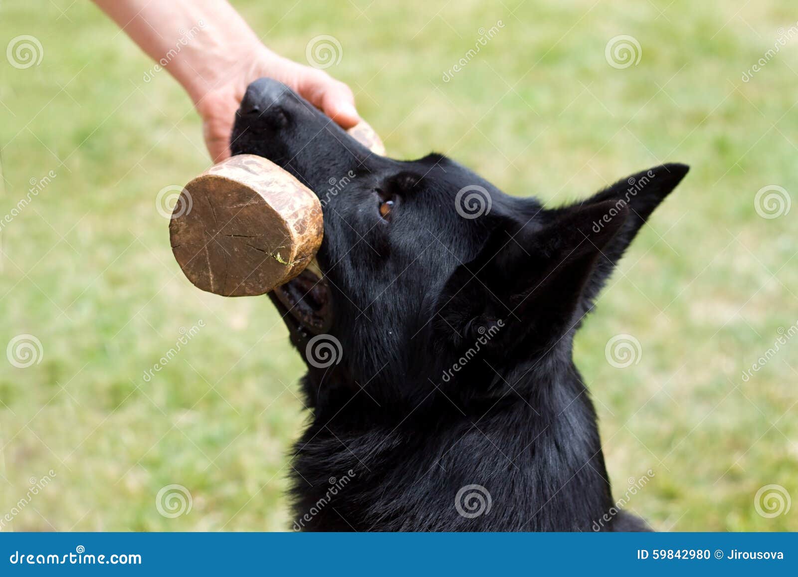 Black dog with fetch stock photo. Image of sport, black - 59842980