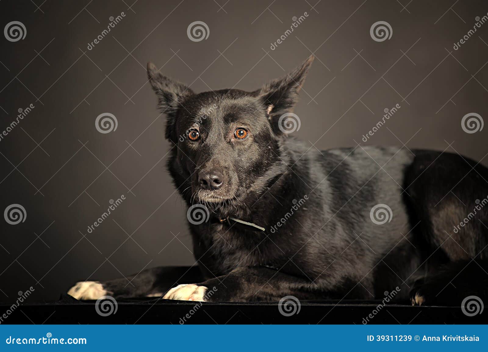 Black Dog on Gray Background Stock Image - Image of eyes, good: 39311239