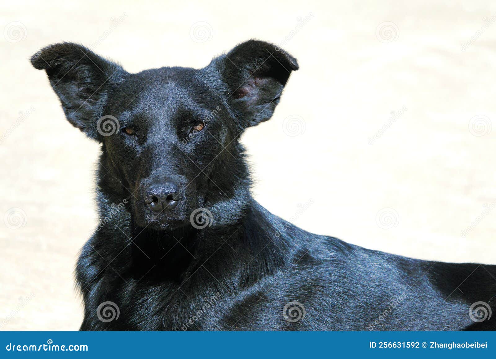 Black dog stock photo. Image of mammal, close, life - 256631592